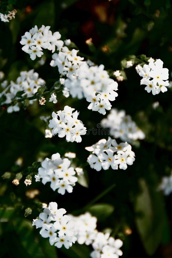Closeup of a Group of Small White Flowers Growing Together in a Lush ...