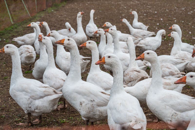Closeup of a Group of White Geese on a Farm Stock Image - Image of ...