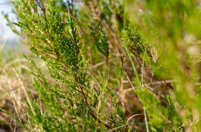 Closeup of Growing Branches of Juniper Stock Image - Image of growth ...