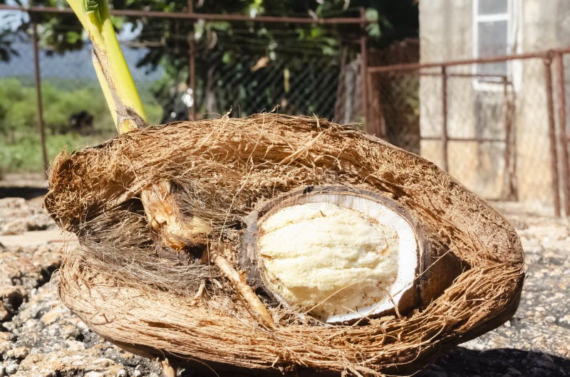 Growing Coconut Plants with the Pest Protective Covers in a Half Sloped ...
