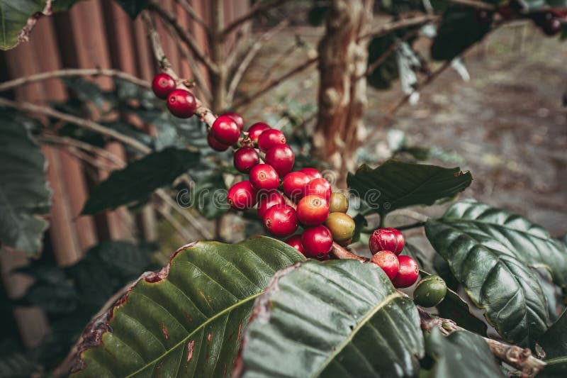 Closeup of Growing Coffee Tree Stock Photo - Image of environment ...