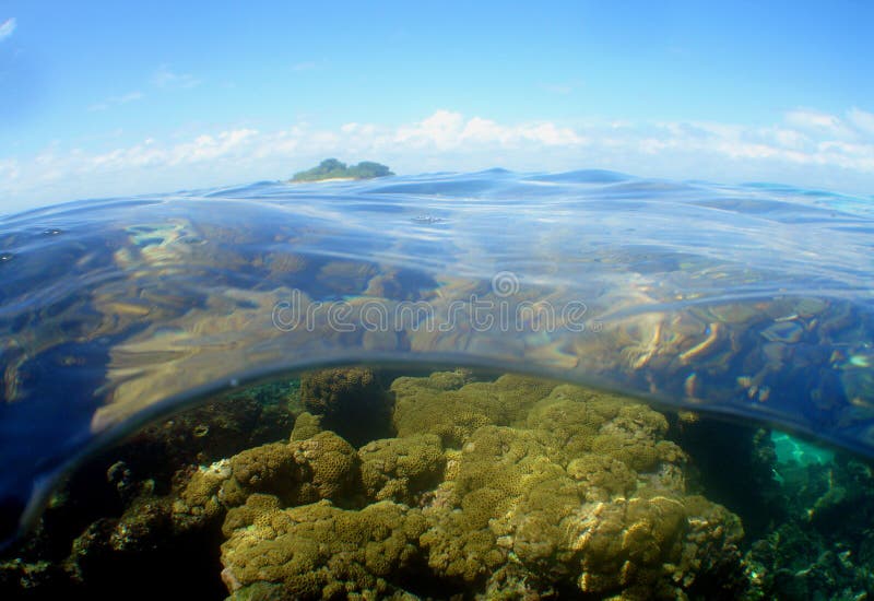 Closeup of Growing Coral Reefs in Sea Stock Photo - Image of leaves ...