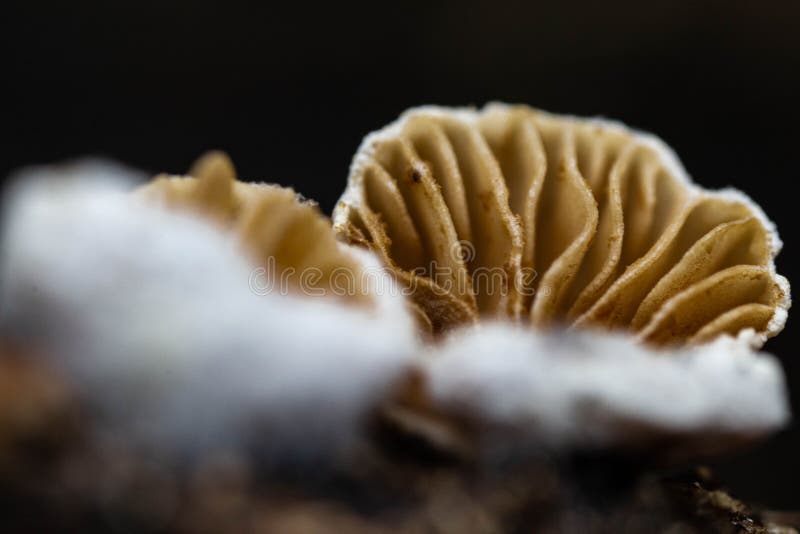Closeup of Growing Crepidotus Variabilis Stock Image - Image of ...