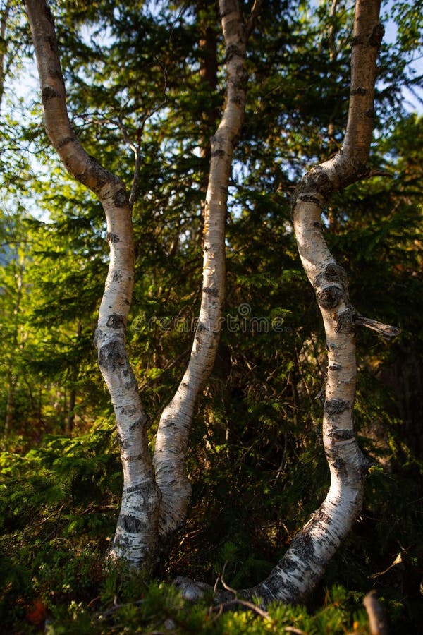 Closeup of Growing Deformed Trees in Forest Stock Image - Image of ...