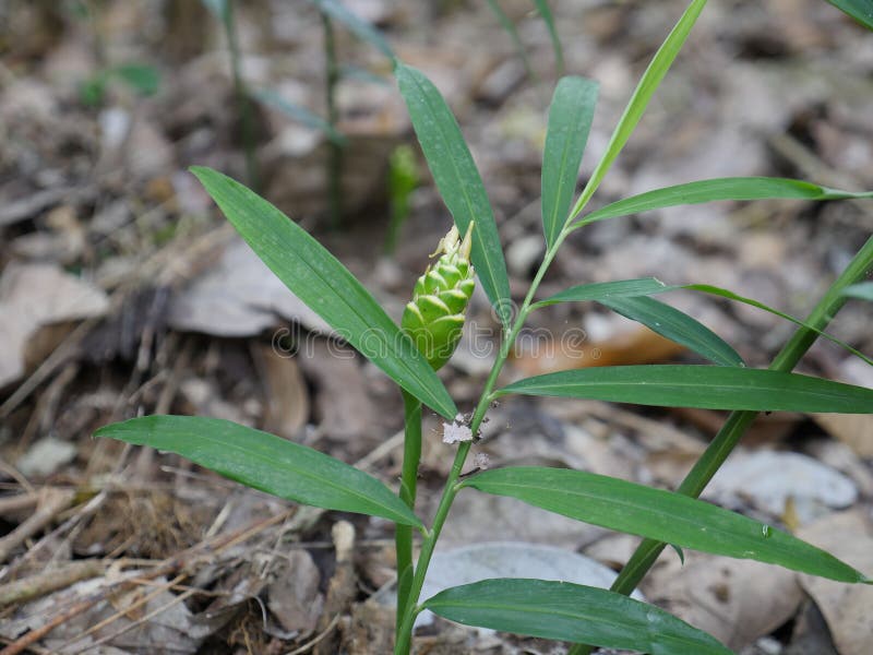 Closeup of Growing Ginger with Green Leaves Stock Image - Image of ...