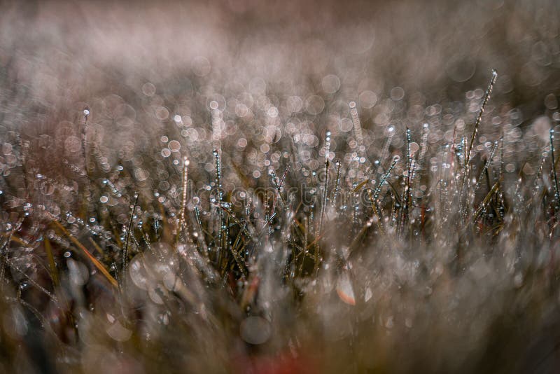 Closeup of Growing Grass with Water Drops Stock Image - Image of plant ...