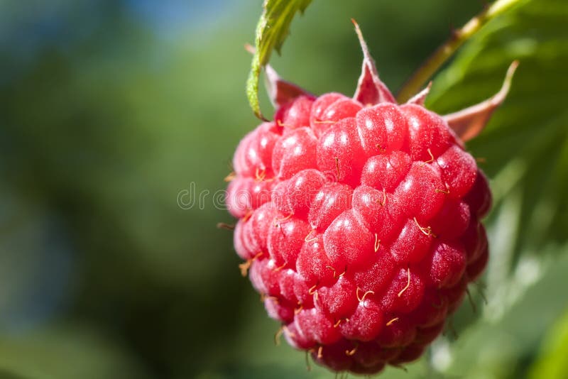 Closeup of Growing Organic Raspberries. Ripe Raspberry in Fruit Stock ...