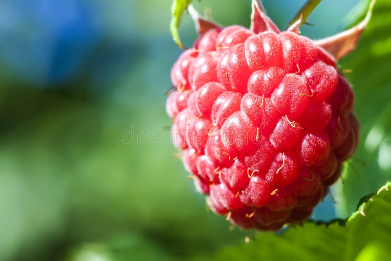 Closeup of Growing Organic Raspberries. Ripe Raspberry in Fruit Stock ...