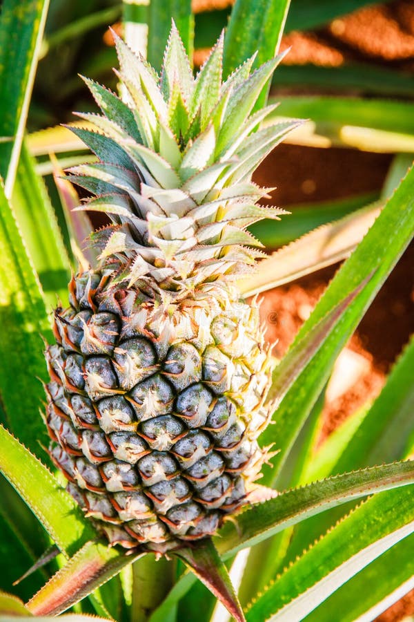 Growing pineapple stock image. Image of tropical, green - 9580911