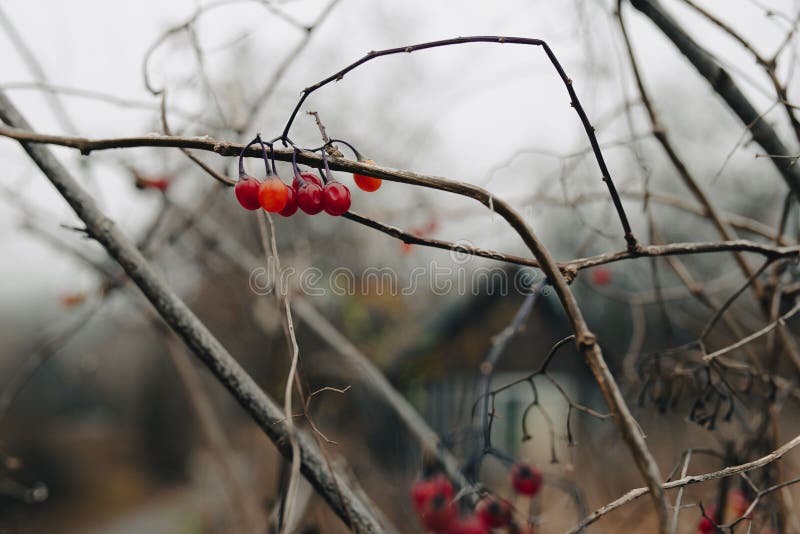Closeup of Growing Red Berries on Tree Branch Stock Image - Image of ...