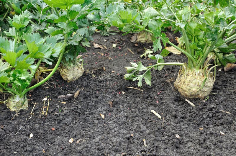 Closeup of Growing Root Celery Plant Stock Photo - Image of garden ...