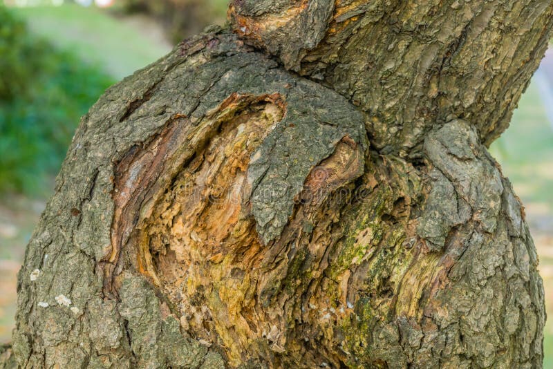 Tree Trunk Knot Stock Photos - Download 3,800 Royalty Free Photos