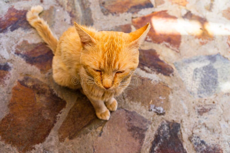 Ginger Grumpy Cat Standing Serious - Side Head View Stock Photo - Image ...