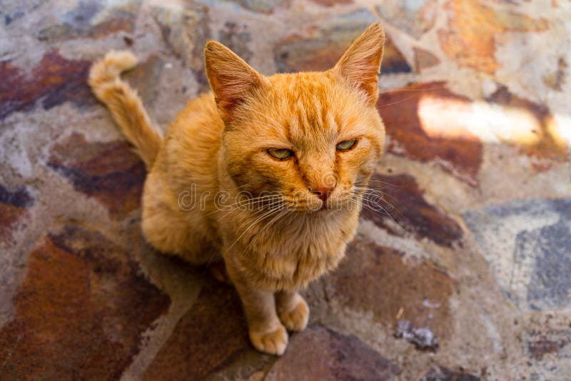 Ginger Grumpy Cat Standing Serious - Side Head View Stock Photo - Image ...