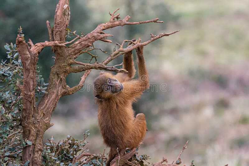 Closeup of the Guinea Baboon Holding Tree Branches and Looking Back ...