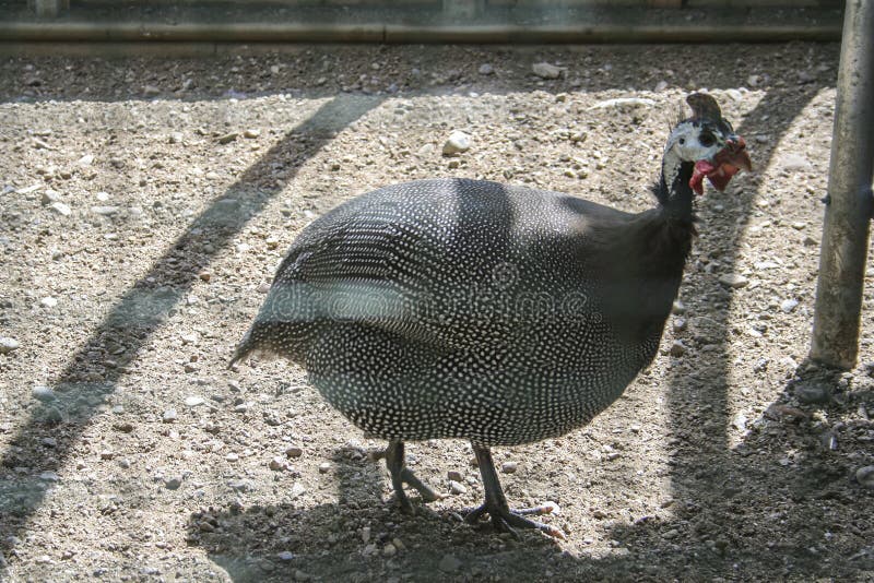 Closeup of a Guinea Fowl in the Farm Stock Photo - Image of farmland ...