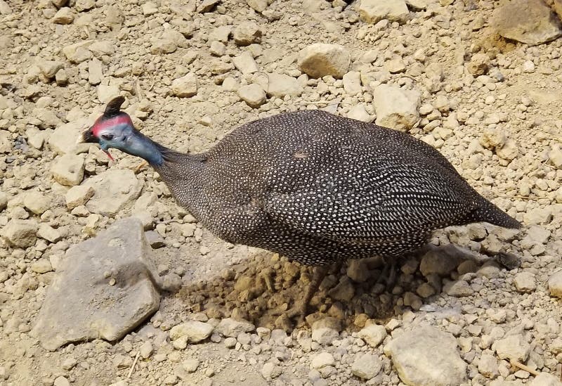 Closeup of a Guinea Fowl on the Ground Stock Photo - Image of guinea ...