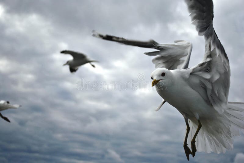 Closeup of a Gull in Flight Stock Image - Image of animate, blue: 18749505