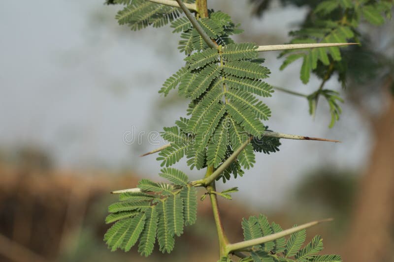 Closeup of Gum Arabic Tree Leaves with Selective Focus Stock Photo ...