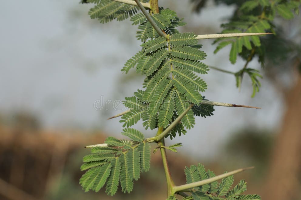 Closeup of Gum Arabic Tree Leaves with Selective Focus Stock Photo ...