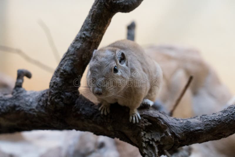 Closeup of a Gundi in the Zoo of Frankfurt, Germany Stock Photo - Image ...