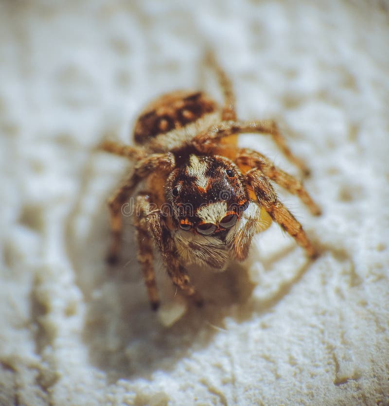 Closeup of a Hairy Jumping Spider on the Ground Stock Photo - Image of ...