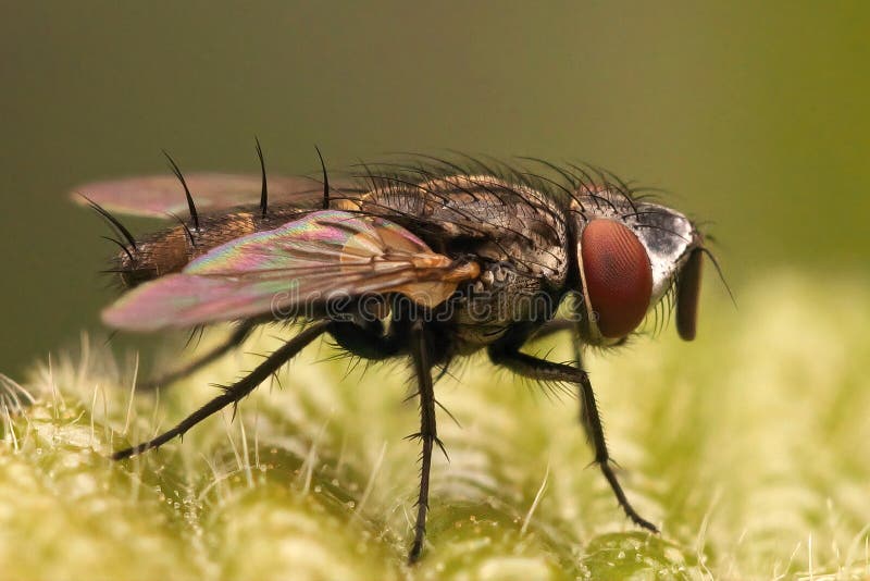 Closeup on a Hairy Metopia Fly, Sitting on a Green Leaf Stock Image ...