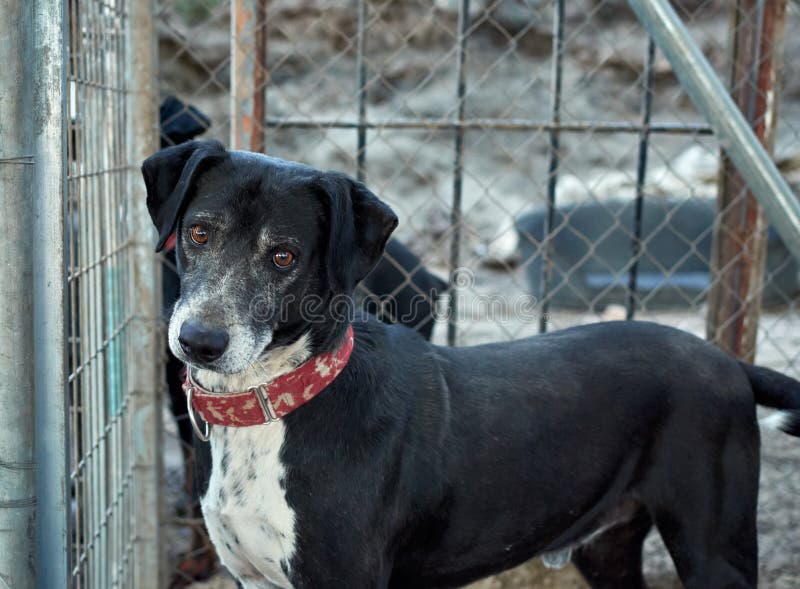 Closeup of a Half-breed Black and White Dog Stock Photo - Image of ...