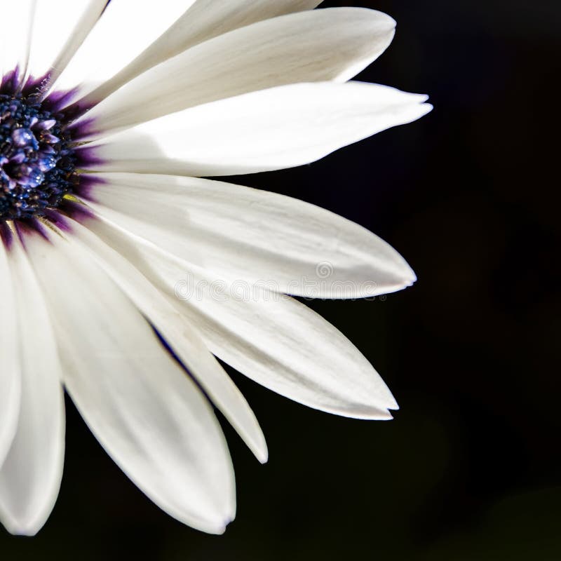 Half Daisy Stock Photos - Download 668 Royalty Free Photos
