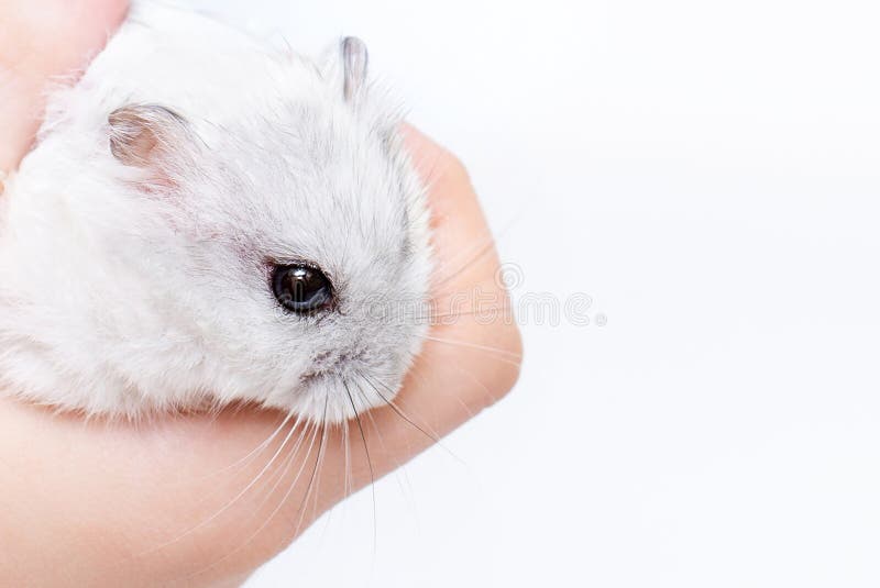 Closeup Hamster in a Childâ€™s Hand on a White Background Stock Photo ...