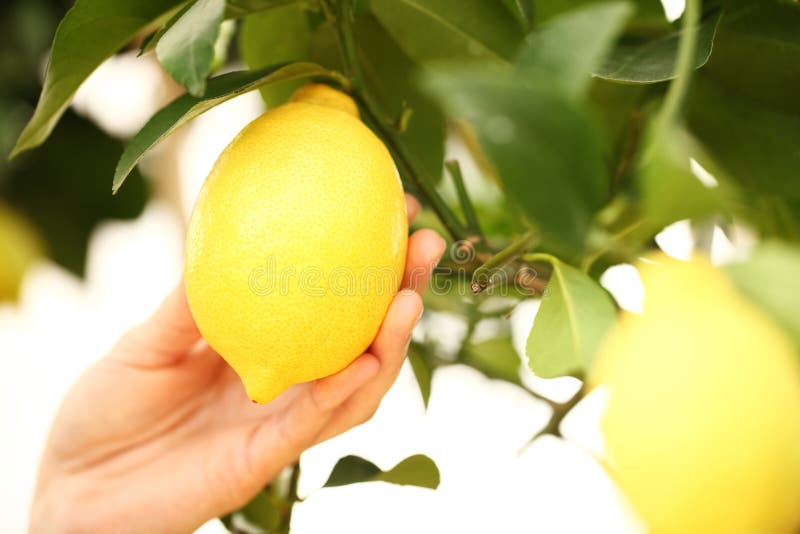 Closeup Hand Harvest a Lemon from Tree Stock Photo - Image of ...