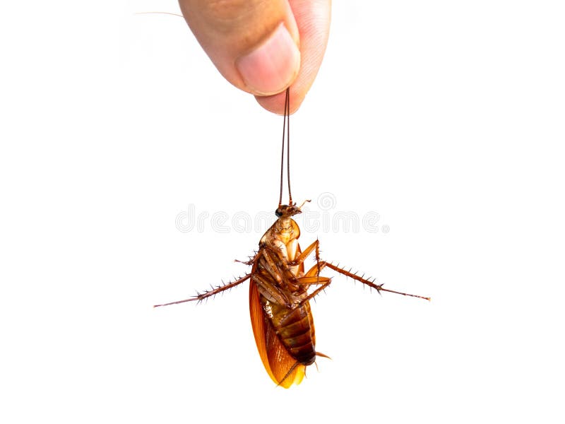 Cockroaches on the hand stock image. Image of concept - 92813435