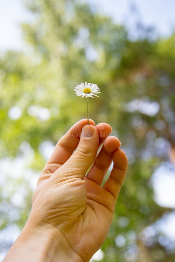 Closeup of a Hand Holding a Common Daisy in Nature Stock Photo - Image ...