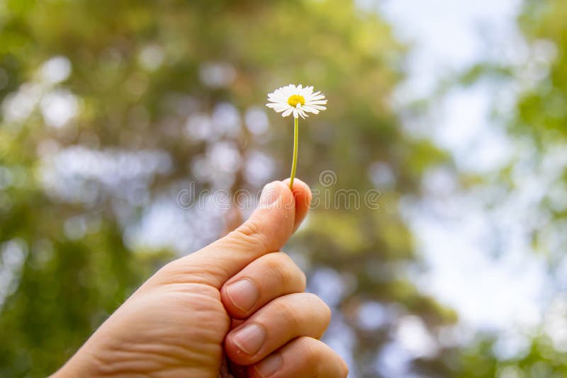 Closeup of a Hand Holding a Common Daisy in Nature Stock Photo - Image ...