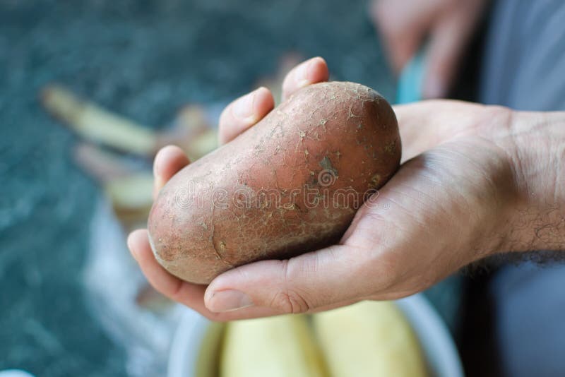 Potato stock photo. Image of brown, cooking, vegetable - 166313812
