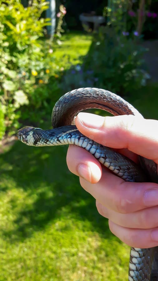 Closeup of a Hand Holding a Snake Stock Image - Image of wild, pattern ...