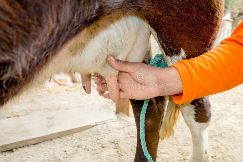 Closeup of Hand Milking a Cow Stock Photo - Image of natural, nature ...