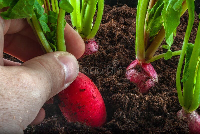 Closeup Hand Picking a Radish Crop Stock Photo - Image of dirt, green ...