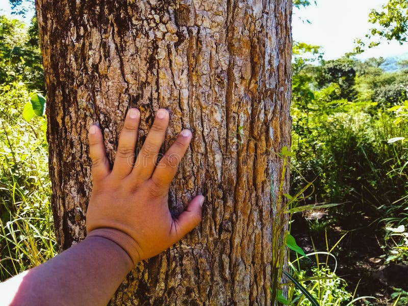 Closeup of a Hand Placed on Aged Tree Bark Stock Image - Image of ...