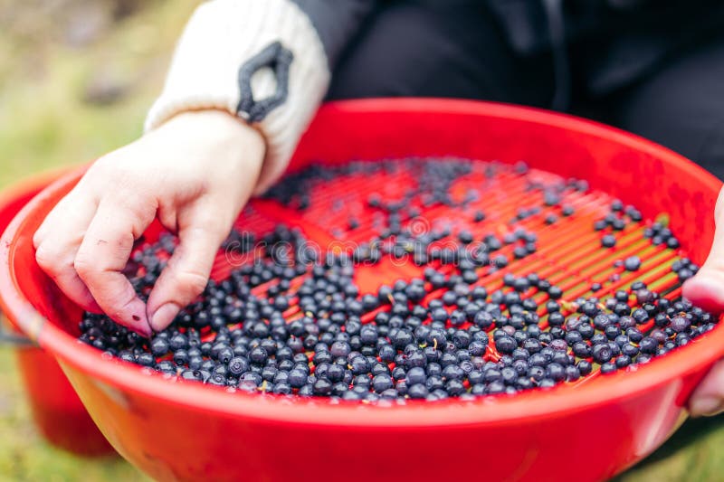 Closeup of a Hand Sorting Blueberries in a Red Sorting Tray Stock Photo ...