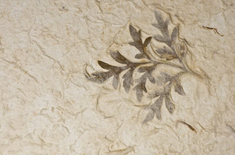Closeup of Handmade Paper Texture Background with Leaf Stock Photo ...