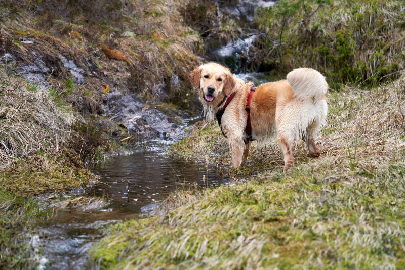 Closeup of a Happy Golden Retriever Standing in a River Stock Photo ...