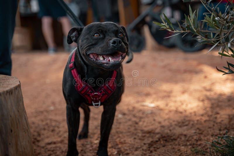 Closeup of a Happy Staffordshire Bull Terrier Stock Image - Image of ...