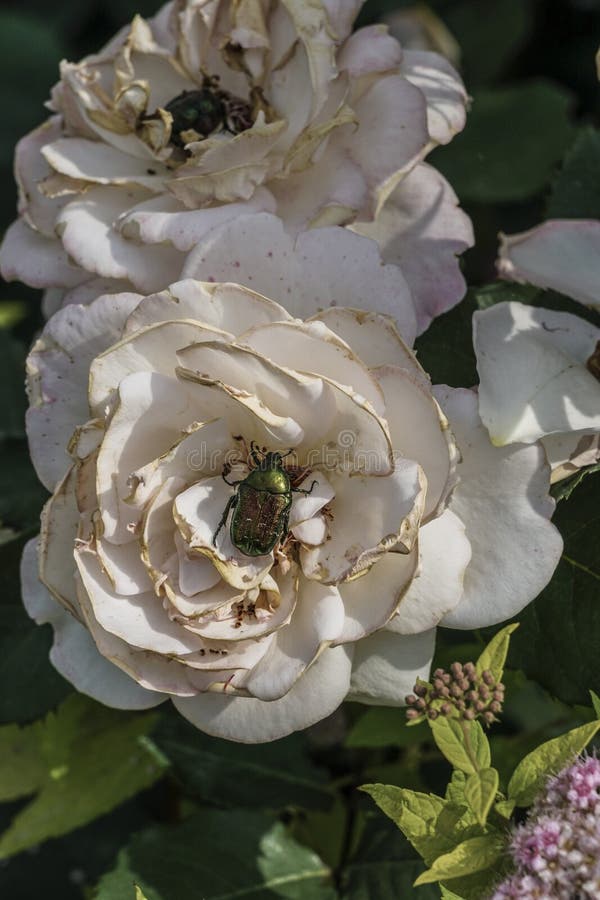 Harmful Insects on Roses at Garden Stock Photo - Image of detail ...