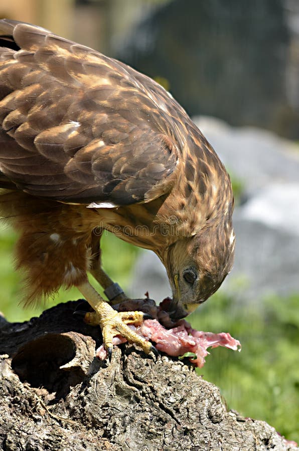 Harris Hawk eating meat stock image. Image of finger - 240835901