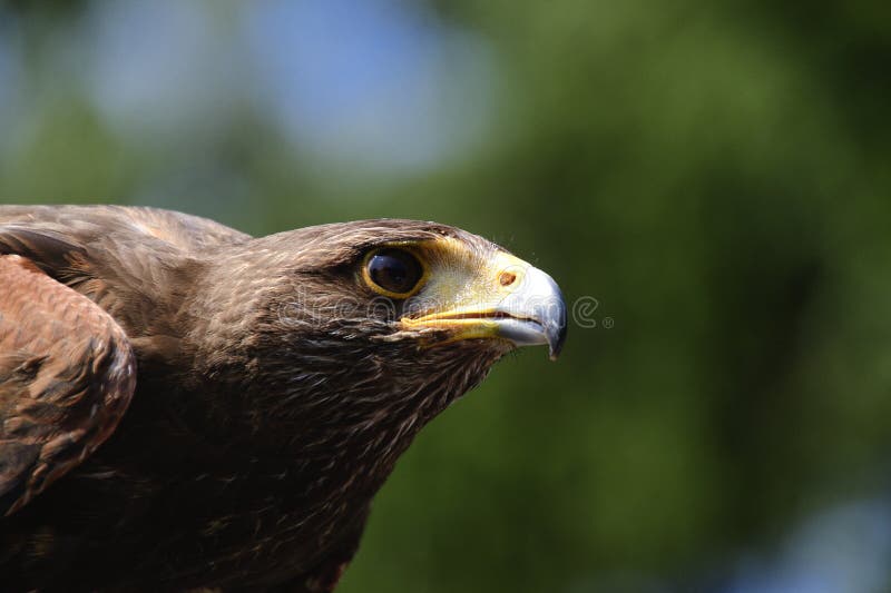A Closeup of the Harris`s Hawk`s Face. BC Stock Photo - Image of hawk ...