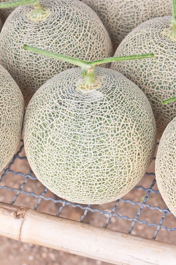 Harvested Japanese Musk Melon Packed with Protective Foam Net Stock ...