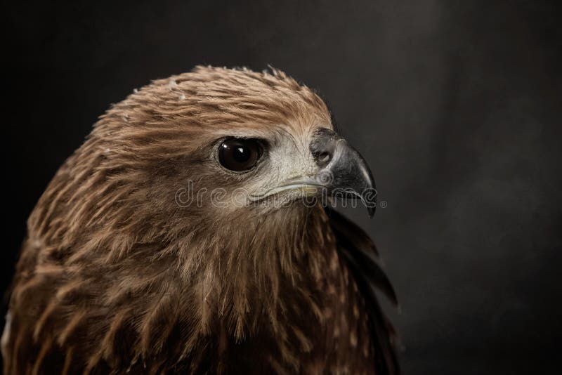Closeup hawk stock photo. Image of wildlife, hunting - 72427956