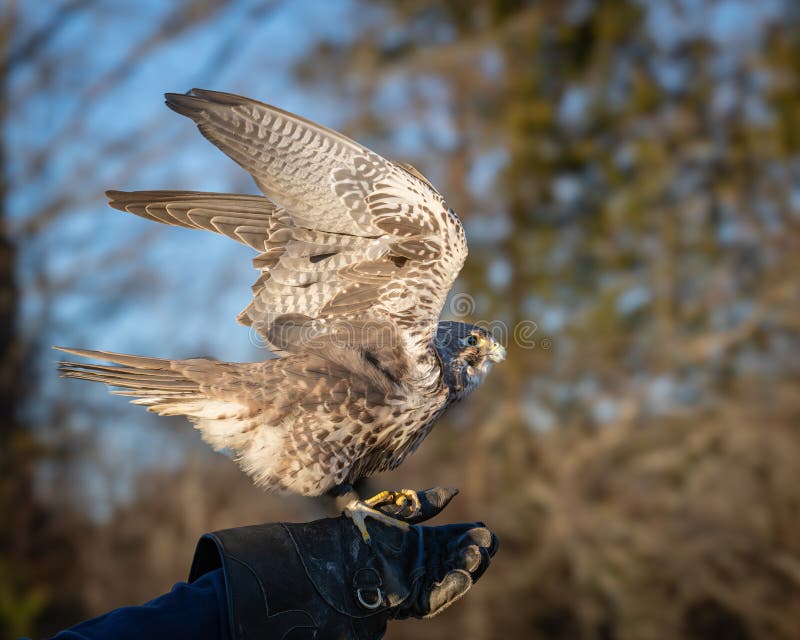 Closeup of a Hawk in Mid-flight Stock Photo - Image of wings, beak ...