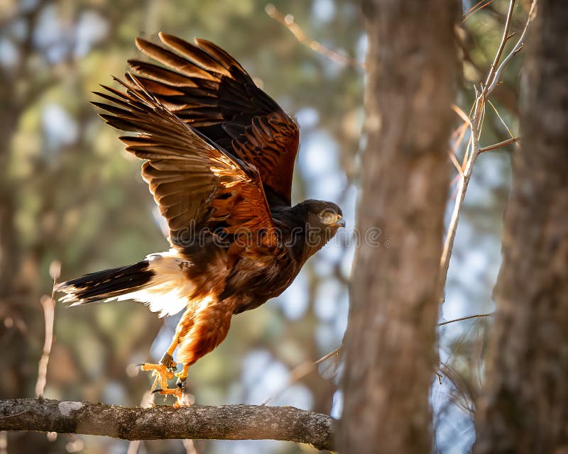 Closeup of a Hawk in Mid-flight Stock Image - Image of wildlife, hunter ...